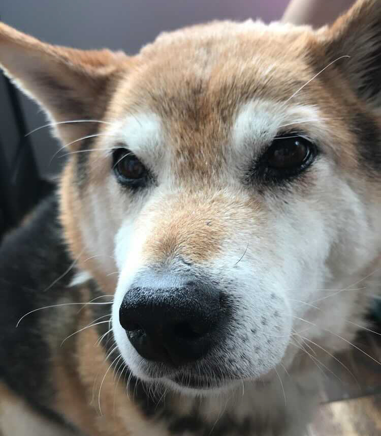 Current Members – The Doyle Group